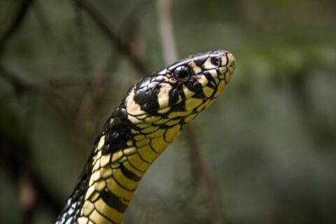 Macuco Yucumã - Parque Estadual do Turvo